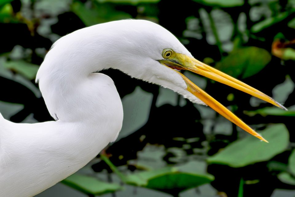 Miami: Everglades Safari Park Airboat Tour - The Itinerary: From Water to Wildlife Exhibits
