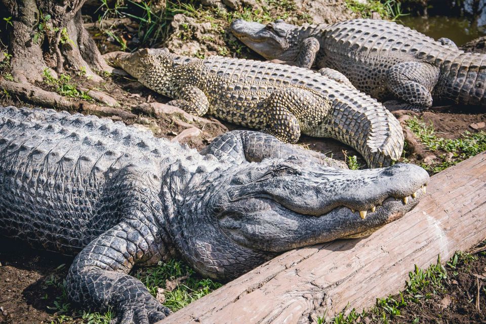 Miami: Everglades Safari Park Airboat Tour - Who Is This Tour Best For?