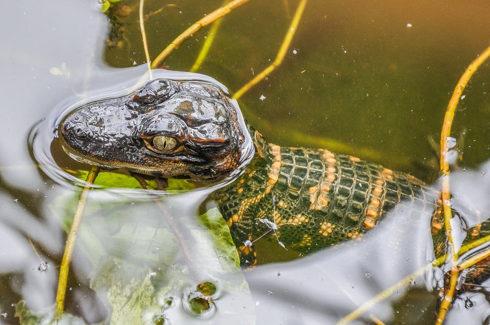 Miami: Everglades Safari Park Airboat Tour - FAQ