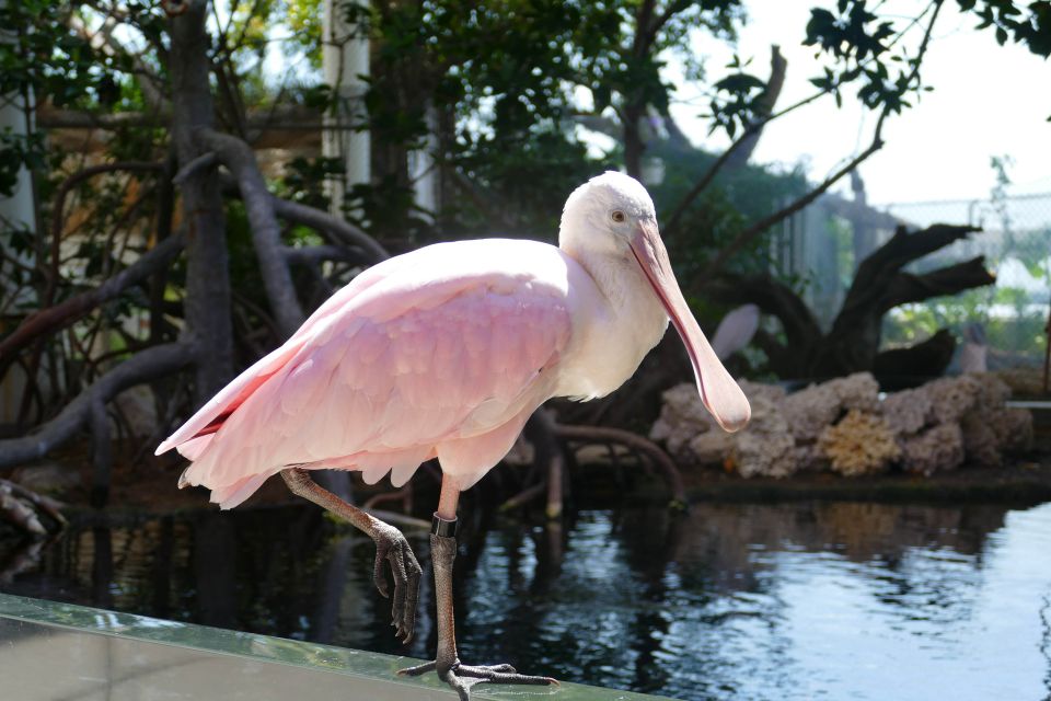 Miami: Frost Museum of Science and Planetarium Entry Ticket - The Sum Up: Is It Worth It?  