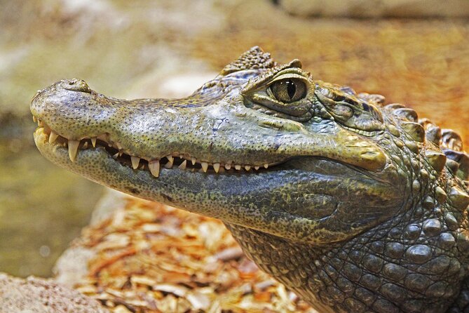 Miami Full Day Self-Guided Sightseeing Tour w/ Cruise and Everglades Airboat - What to Expect from the Full-Day Miami Adventure