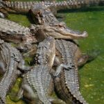 Miami Full Day Self-Guided Sightseeing Tour w/ Cruise and Everglades Airboat - Who Is This Tour Best For?