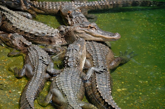 Miami Full Day Self-Guided Sightseeing Tour w/ Cruise and Everglades Airboat - Who Is This Tour Best For?