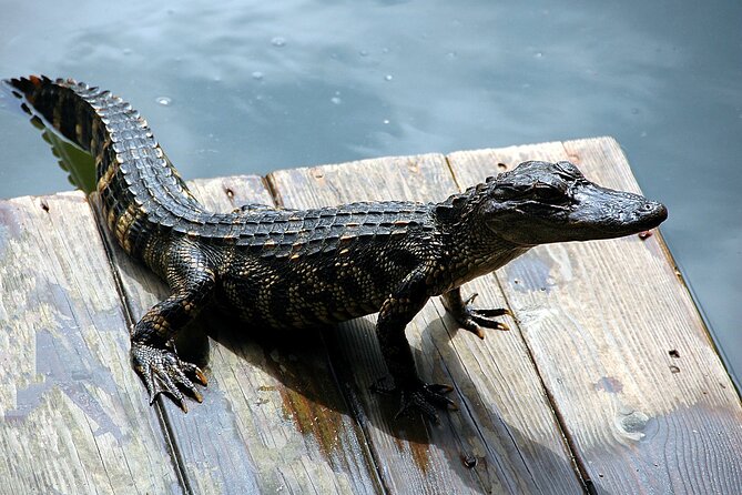 Miami Full Day Self-Guided Sightseeing Tour w/ Cruise and Everglades Airboat - The Sum Up: Is It Worth It?