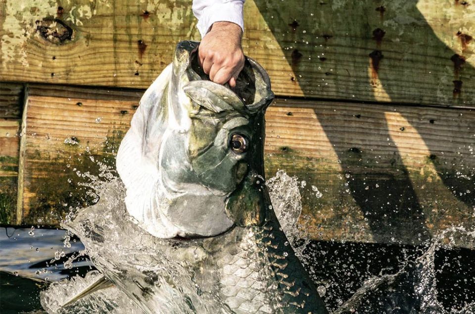Miami: Giant Fish Feeding Experience - What to Expect on the Tour