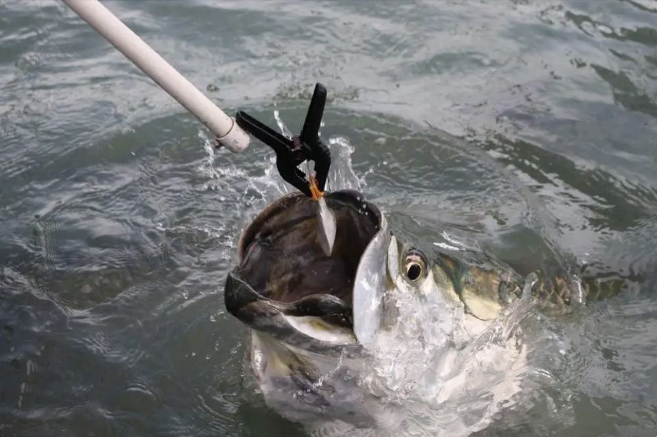 Miami: Giant Fish Feeding Experience - Who Will Love This Experience?