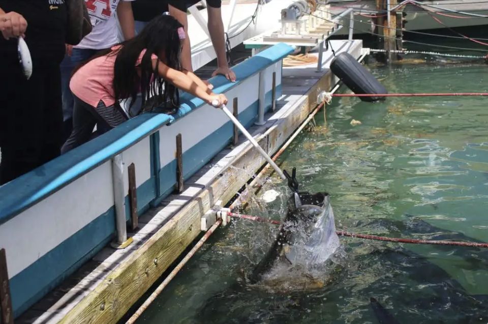 Miami: Giant Fish Feeding Experience - Practical Details & Tips