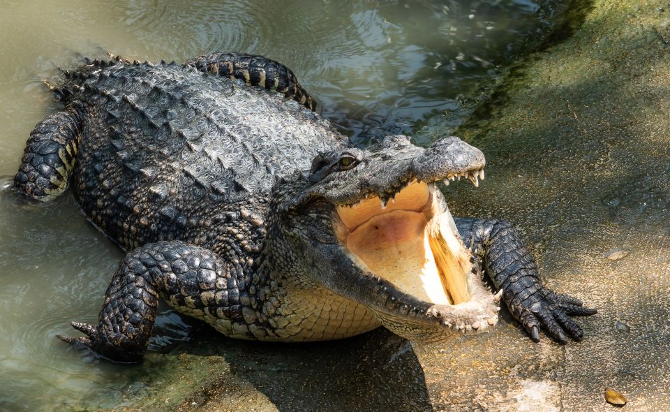 Miami: Half-Day Everglades Tour - Who Should Consider This Tour?