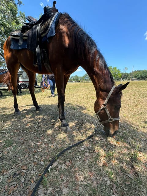 Miami: Horseback Riding in South Beach - A Closer Look at the Miami Horseback Riding Tour