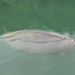 Miami Kayak and Paddleboard Rentals in Virginia Key - The Experience: A Balance of Fun and Ease