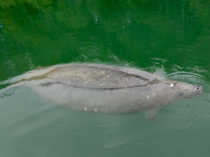 Miami: Manatee Season Paddleboard or Kayak Tour - What Makes This Tour Stand Out?