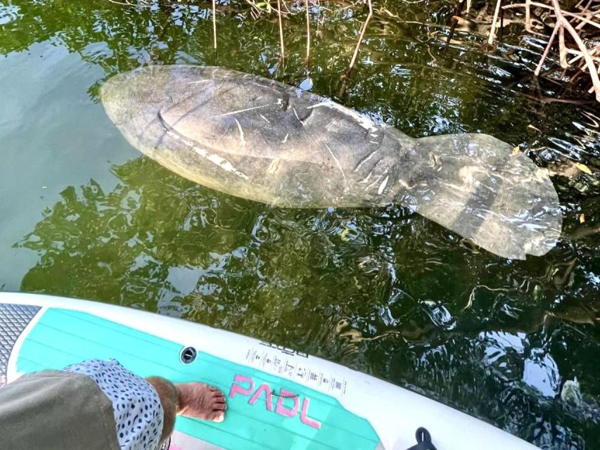 Miami: Manatee Season Paddleboard or Kayak Tour - FAQ