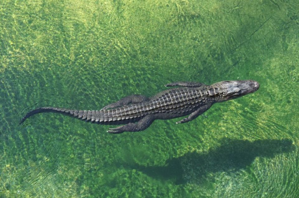 Miami: Small Group Tour w/Everglades, Little Havana & Cruise - Overview of the Miami Small Group Tour