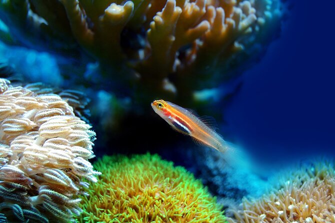 Miami to Key West Day Trip with Activity Options+Miami Airport - Who Is This Tour Best For?
