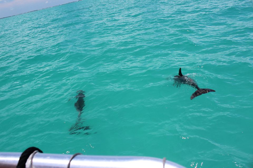Miami to Key West Shuttle: Dolphin, Snorkeling & More - In-Depth: What You Can Expect