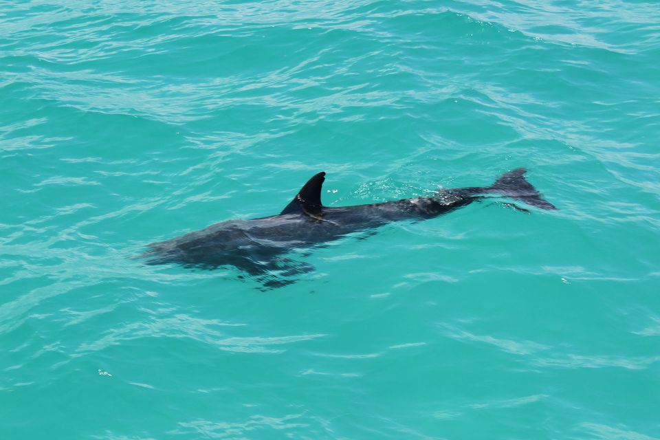 Miami to Key West Shuttle: Dolphin, Snorkeling & More - The Cost and Value Perspective