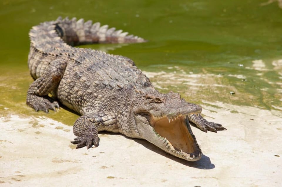 Miami: Triple Combo Swamp, City & Sea exploration - Day 2: Wild Encounters in the Everglades