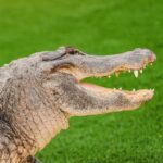 Miami: Wild Everglades Airboat Ride and Gator Encounters - What Makes This Tour Stand Out?