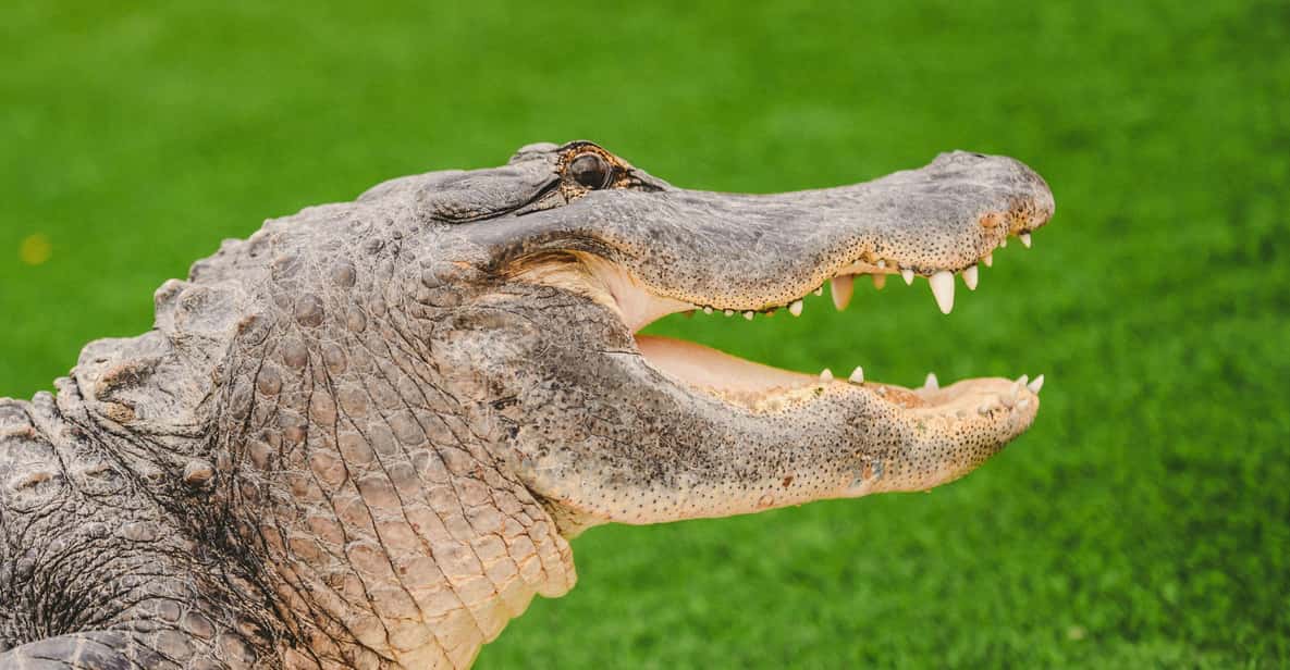 Miami: Wild Everglades Airboat Ride and Gator Encounters - Is It Worth the Price?