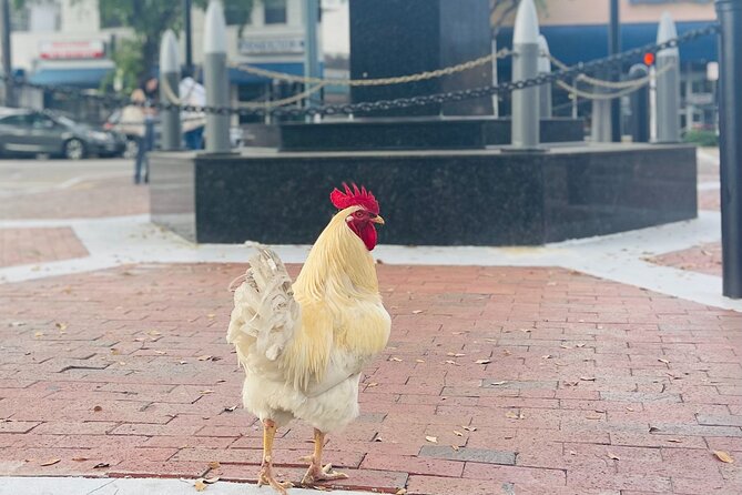 Miami's Most Authentic Walking Tour of Little Havana - Why This Tour Offers Great Value