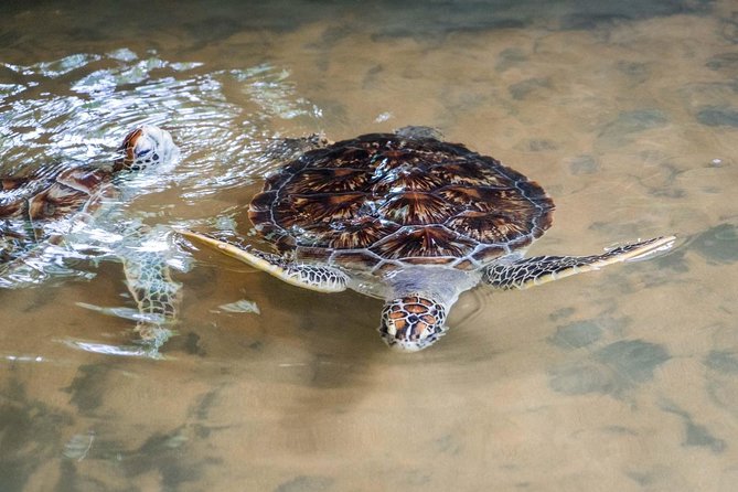 Mirissa Whale watching, Stilt Fishing & Turtle Tour From Colombo - Practical Details: Transportation, Duration, and What’s Included