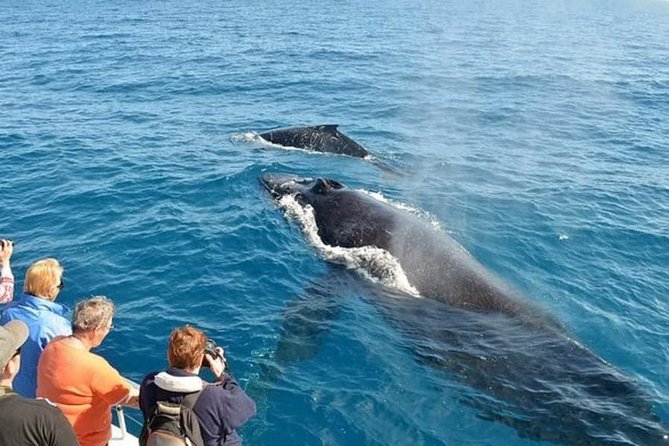 Mirissa Whale watching, Stilt Fishing & Turtle Tour From Colombo - Final Thoughts: Is It Worth It?