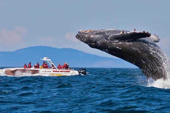 Mirissa Whale watching, Stilt Fishing & Turtle Tour From Colombo - FAQ