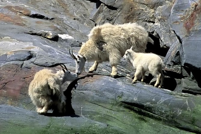 Misty Fjords Expedition - 6 Passenger Boat - Why This Tour Is Worth Considering