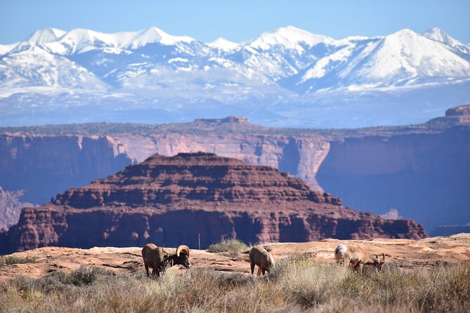 Moab Combo: Colorado River Rafting and Canyonlands 4X4 Tour - FAQ