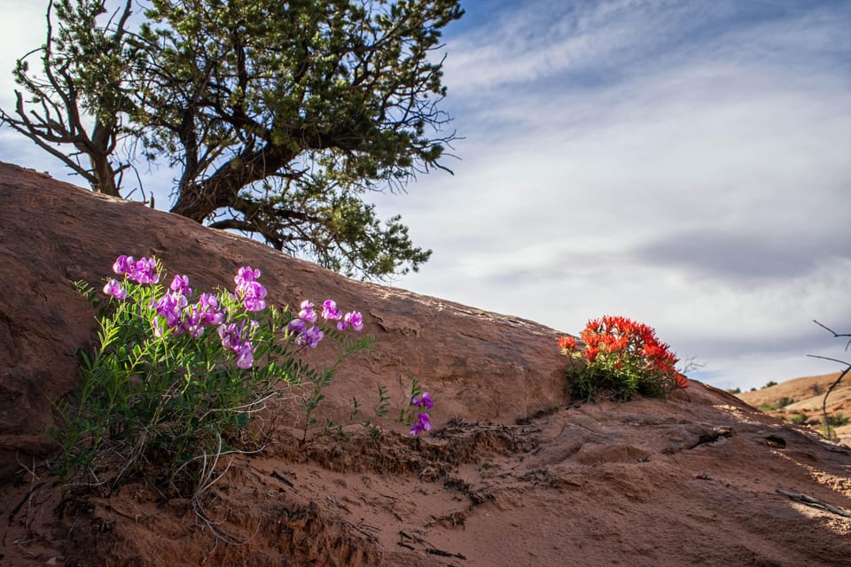Moab: Fins and Things Canyoneering Adventure tour - FAQs