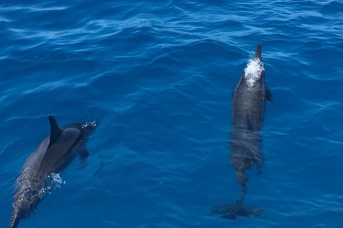 Moanas VIP Waikiki Turtle Snorkeling Experience on Nalu - Who Should Consider This Tour?  
