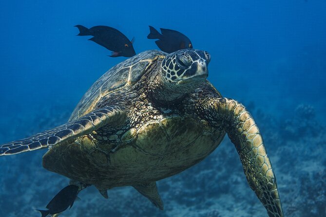 Moanas Waikk Grand Guided Turtle Snorkel & Sailing Adventure - What Is the Moanas Waikk Grand Guided Turtle Snorkel & Sailing Adventure?