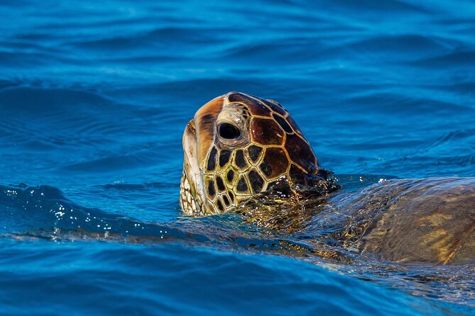 Moanas Waikk Grand Guided Turtle Snorkel & Sailing Adventure - Final Thoughts: Is It Worth It?