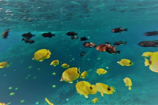 Molokini Crater Zodiac Adventure: Snorkel and Turtle Cove Swim - FAQ