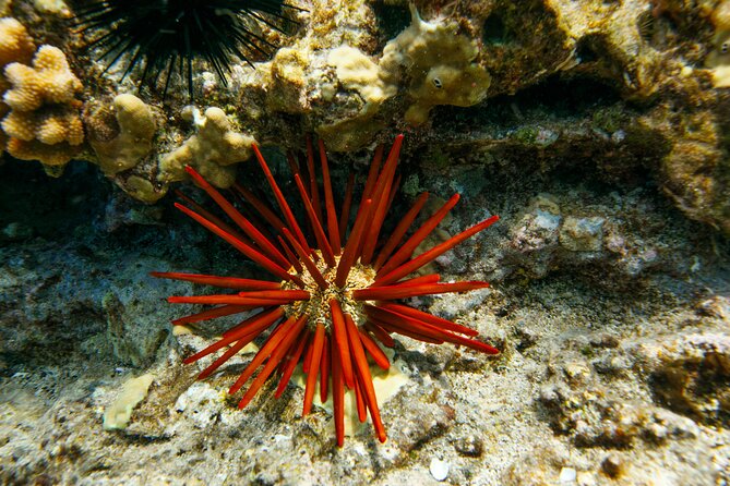 Molokini Snorkel Trip 2-Hour From Kihei - An In-Depth Look at the Experience