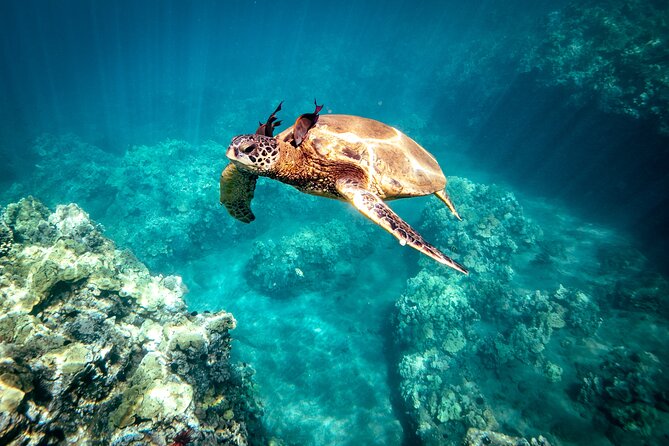 Molokini Snorkel Trip 2-Hour From Kihei - Who Should Consider This Tour?