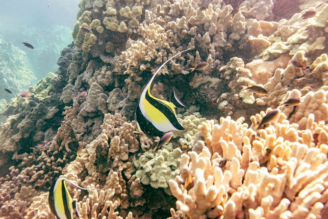 Molokini Snorkel Trip 2-Hour From Kihei - Summary: Is It Worth It?