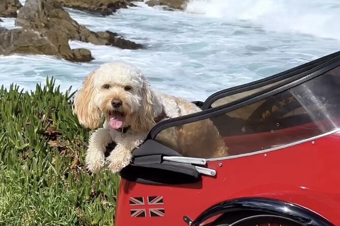 Monterey Bay Famous Dog Friendly Electric Bike and Sidecar Tour - Final Thoughts