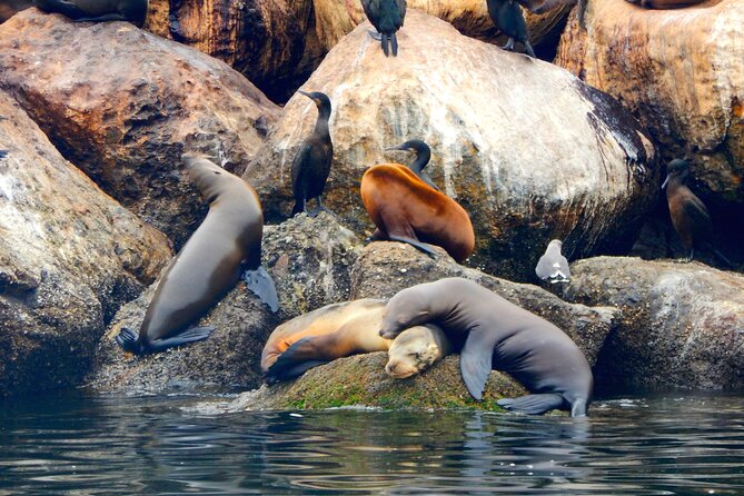 Monterey Bay Full-Day Kayak Rental: Otters, Seals and Sea Lions - Introduction to the Monterey Bay Kayak Adventure