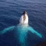 Monterey Bay Whale Watching - Who Will Love This Experience?