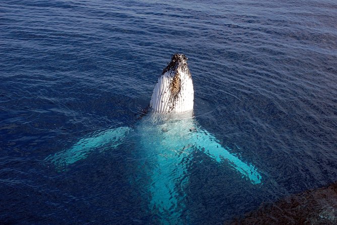 Monterey Bay Whale Watching - Who Will Love This Experience?