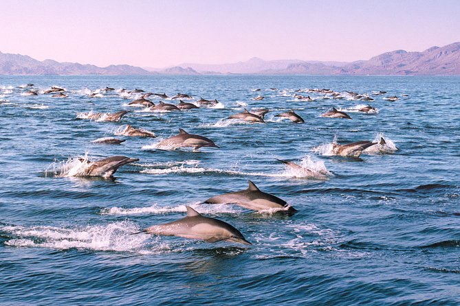 Monterey Bay Whale Watching - Final Thoughts
