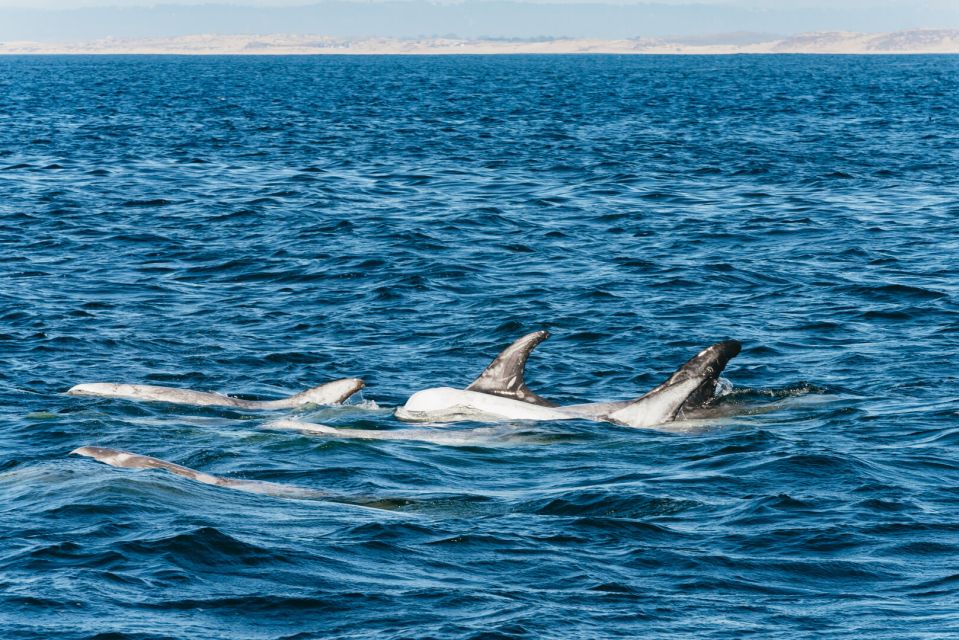 Monterey Bay: Whale Watching Tour - Introduction: What to Expect from This Whale-Watching Experience
