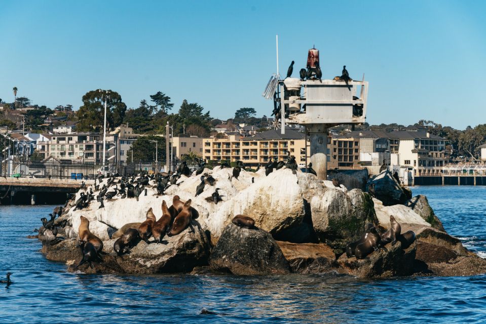 Monterey Bay: Whale Watching Tour - Final Thoughts: Is This Tour Worth It?