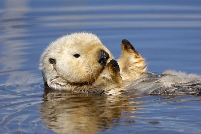 Monterey Carmel Big Sur Pebble Beach by Luxury Vehicle 5 hrs~ - Who Should Consider This Tour?