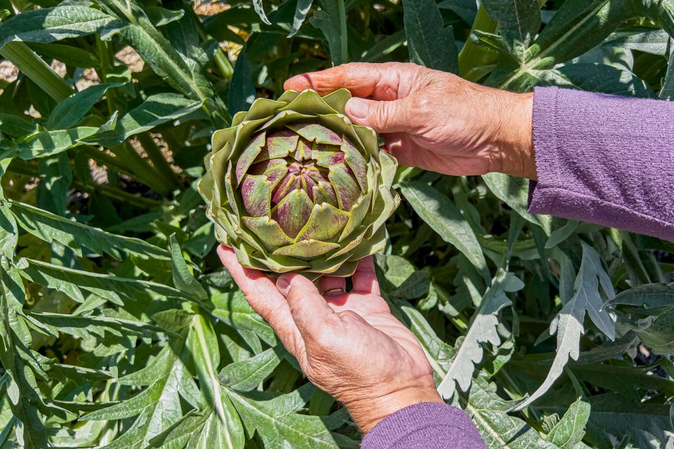 Monterey County Salinas Valley Farm Tour - Final Thoughts
