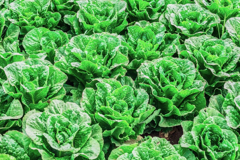 Monterey County Salinas Valley Farm Tour - FAQ