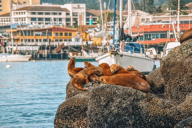 Monterey: Ocean Paradise, Trolley and Walking Tour - The App and Tech Experience