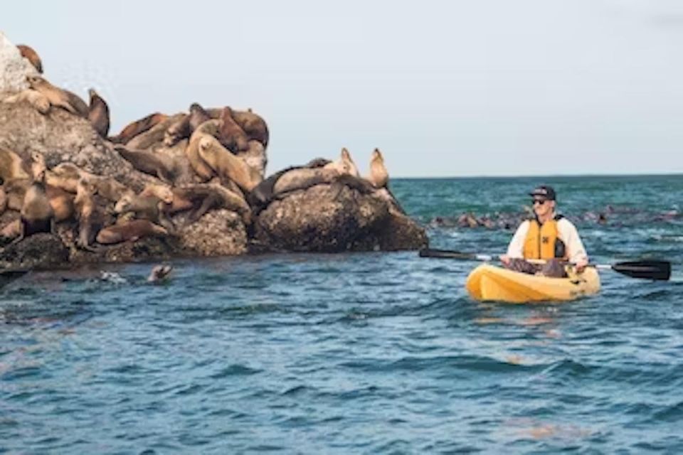 Monterey: Pebble Beach Kayak Tour - Key Points