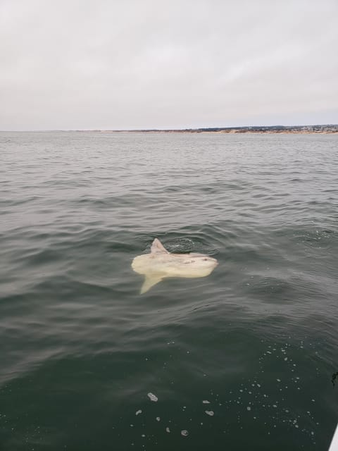 Monterey: Private Whale Watching/Sailing Tour for 6 - Frequently Asked Questions
